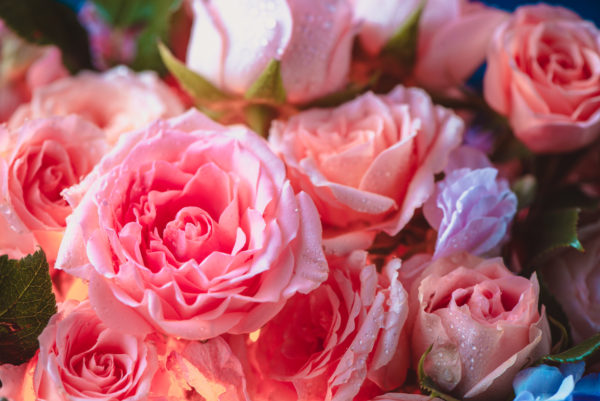 Flowers – Flowers and More